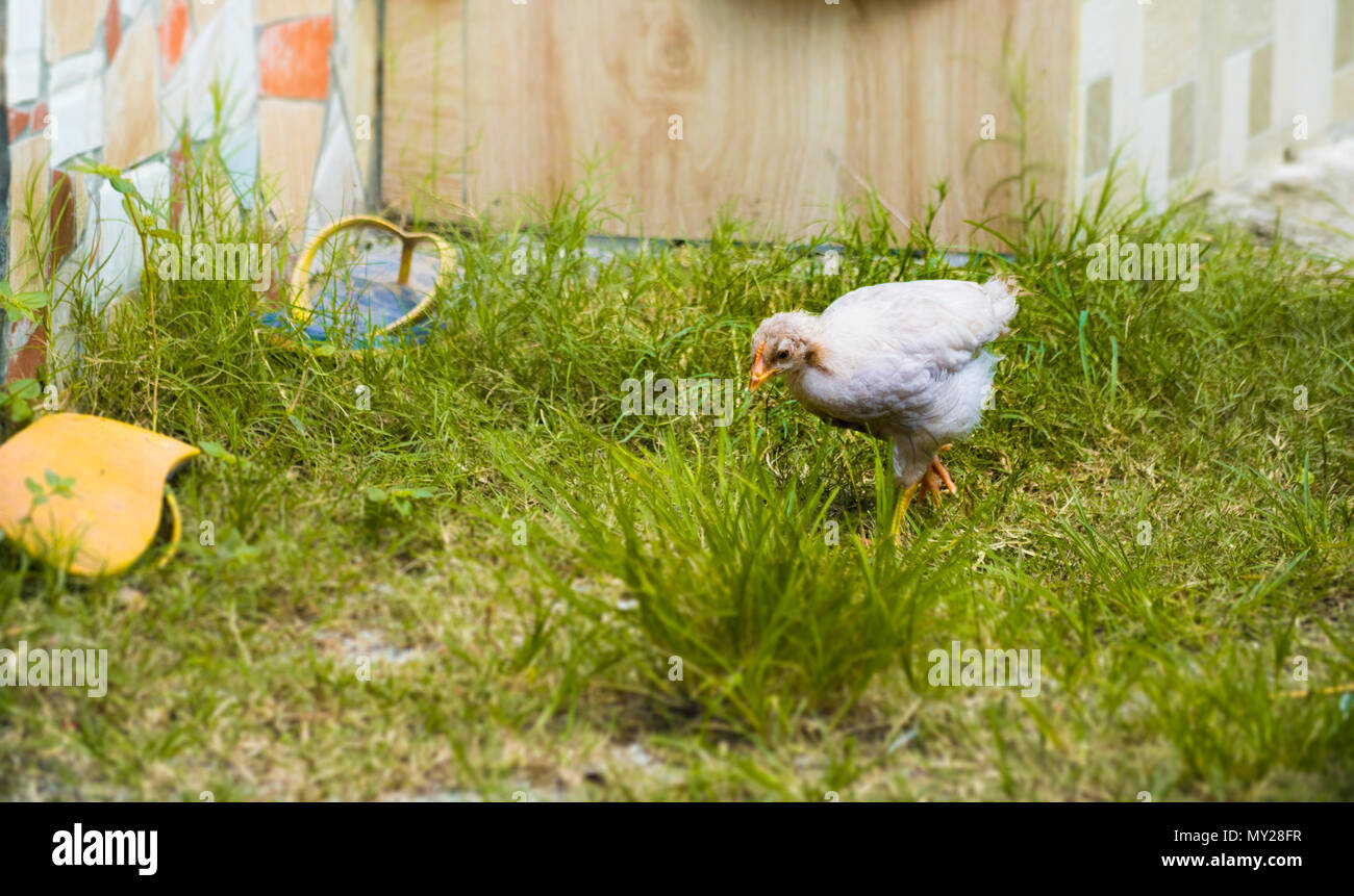 White chicken struts around a green grassy area Stock Photo - Alamy