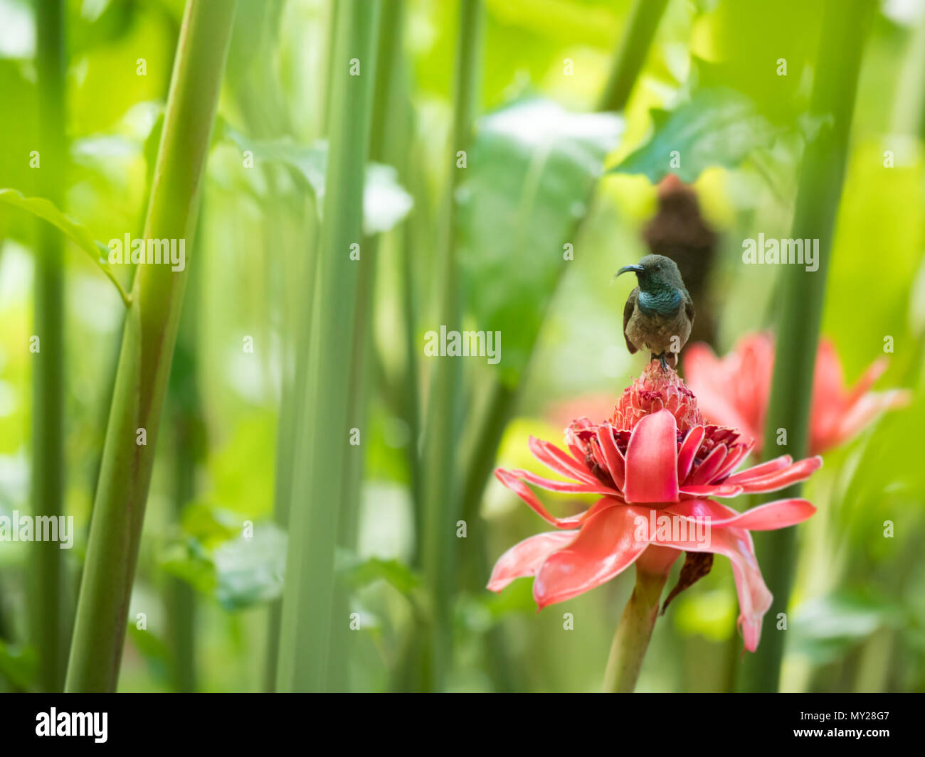 A Seychelles Sunbird (Cinnyris dussumieri) perching on a Red Torch ...