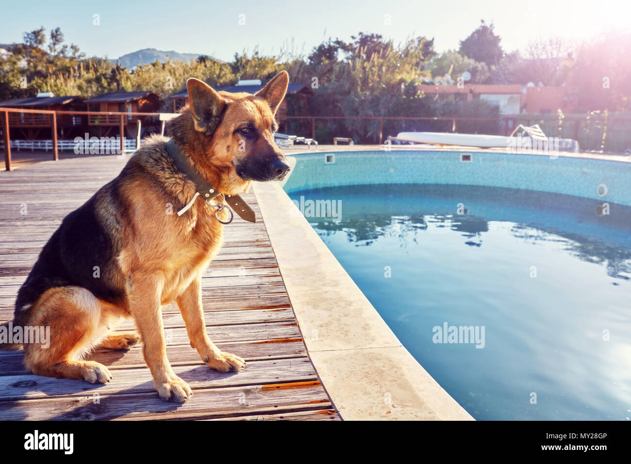 Crossbreed German shepherd dog sitting nearby an outdoor swimming pool ...