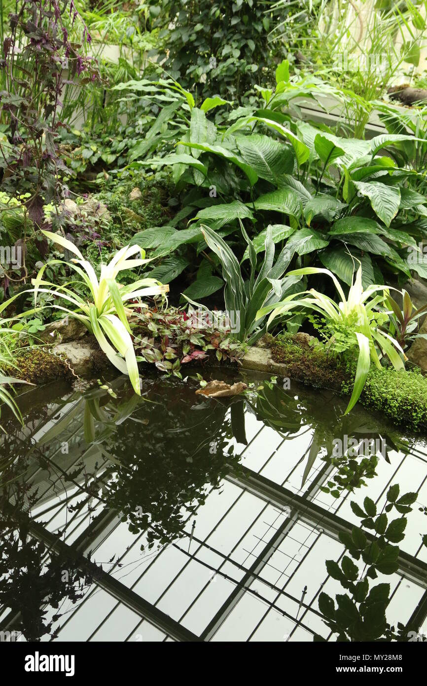 Pool in the botanical garden green house Stock Photo - Alamy