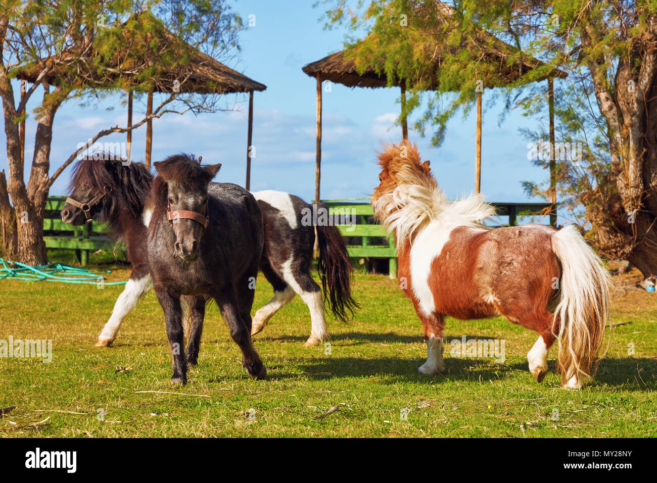 Pony in sunny rural hi-res stock photography and images - Alamy