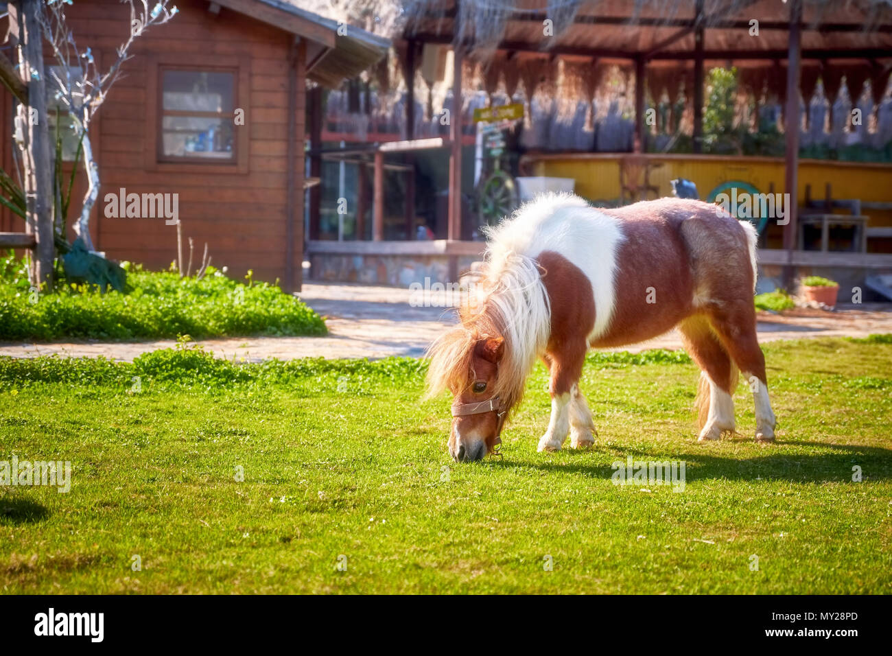 My little pony hi-res stock photography and images - Alamy
