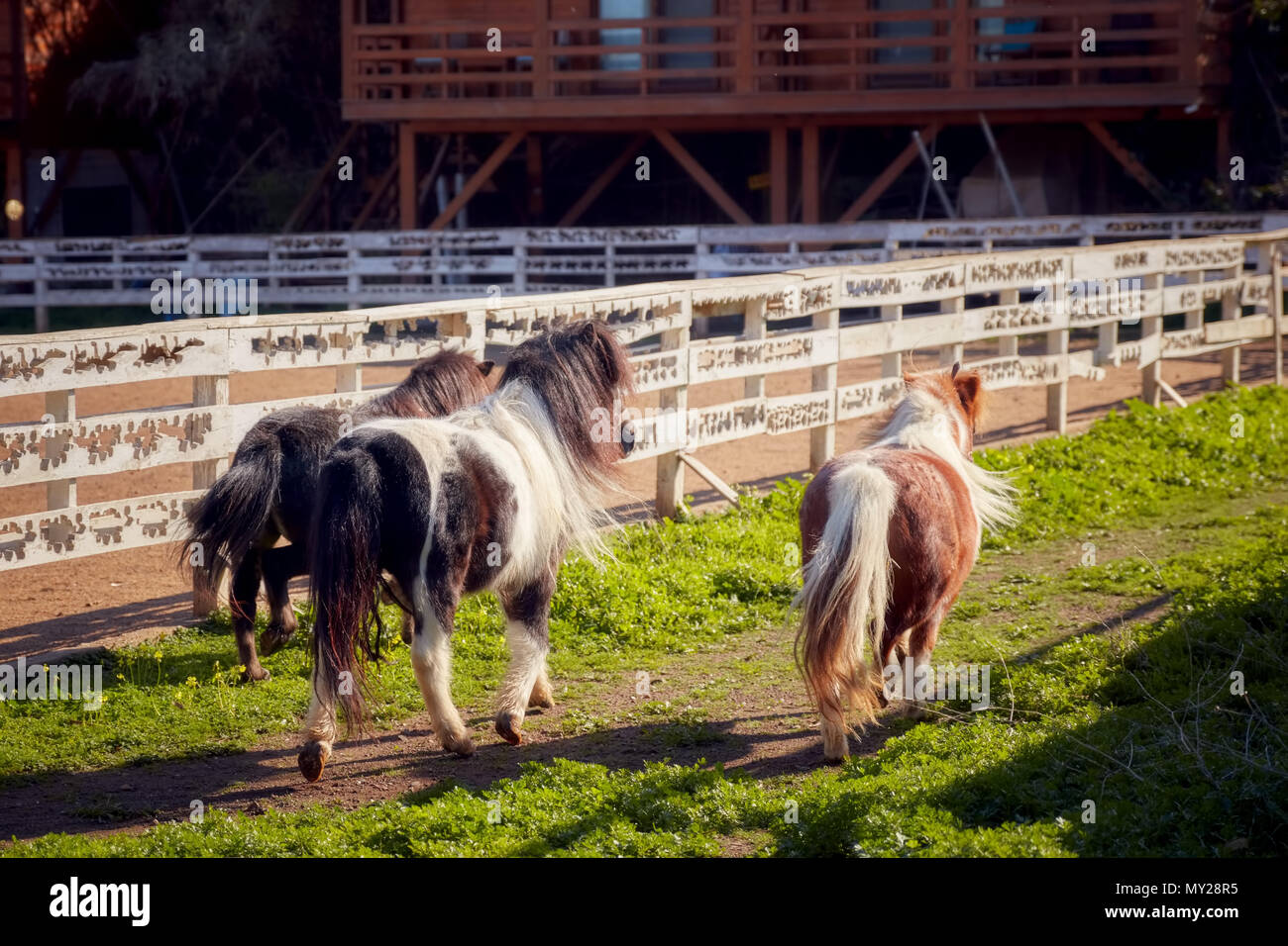 Little pony running a paddock hi-res stock photography and images - Alamy