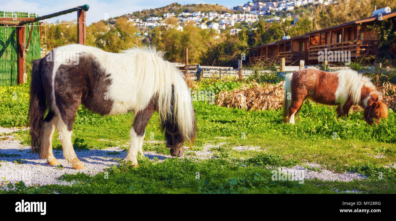 Group of cute little pony grazing on the green fields of a ranch Stock ...