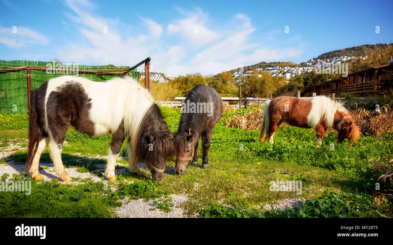 Group of cute little pony grazing on the green fields of a ranch Stock ...