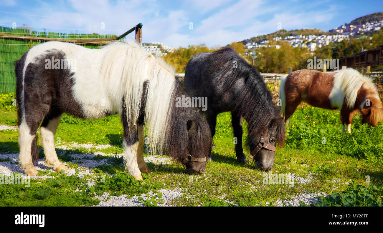 Group of three cute little pony grazing on the green fields of a ranch ...
