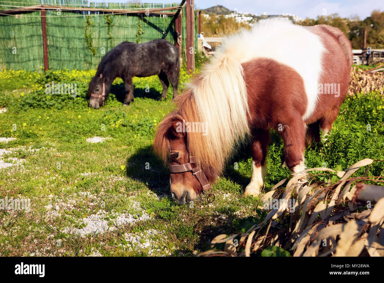 Group cute little pony hi-res stock photography and images - Alamy