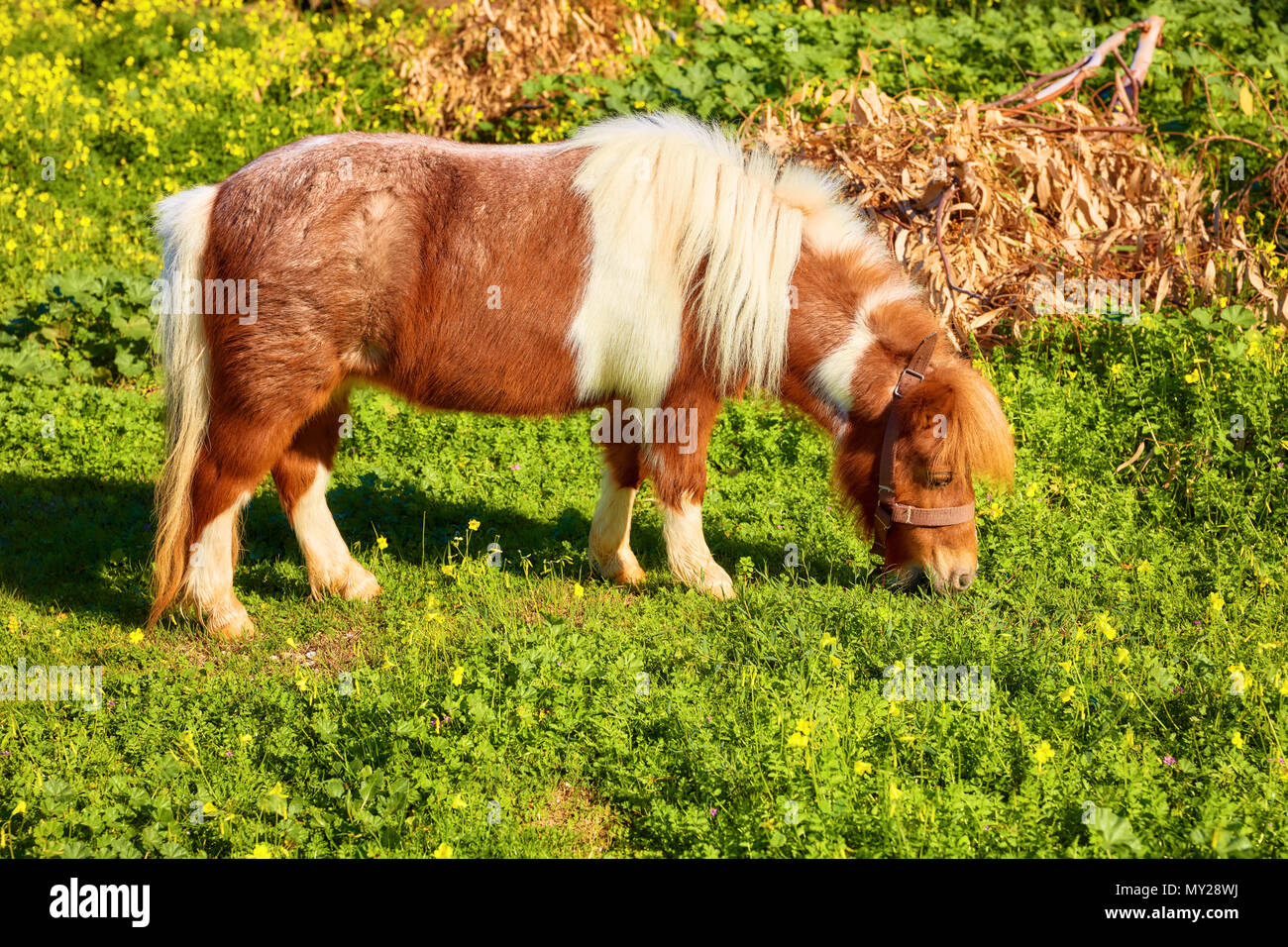 Little red horse hi-res stock photography and images - Alamy