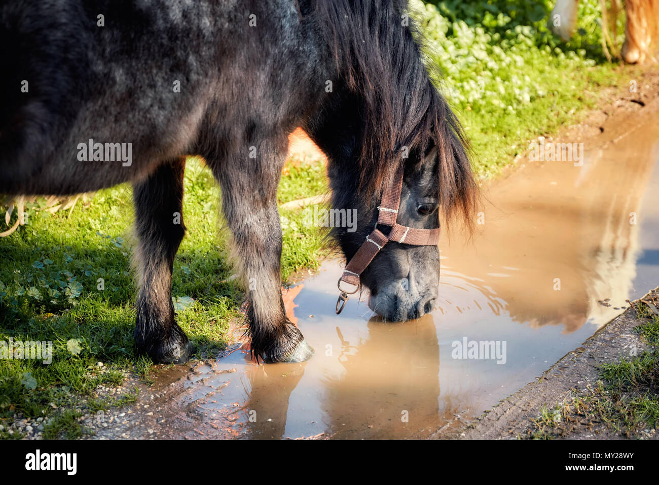 Little black pony drinking muddy water from a puddle. Closeup view ...