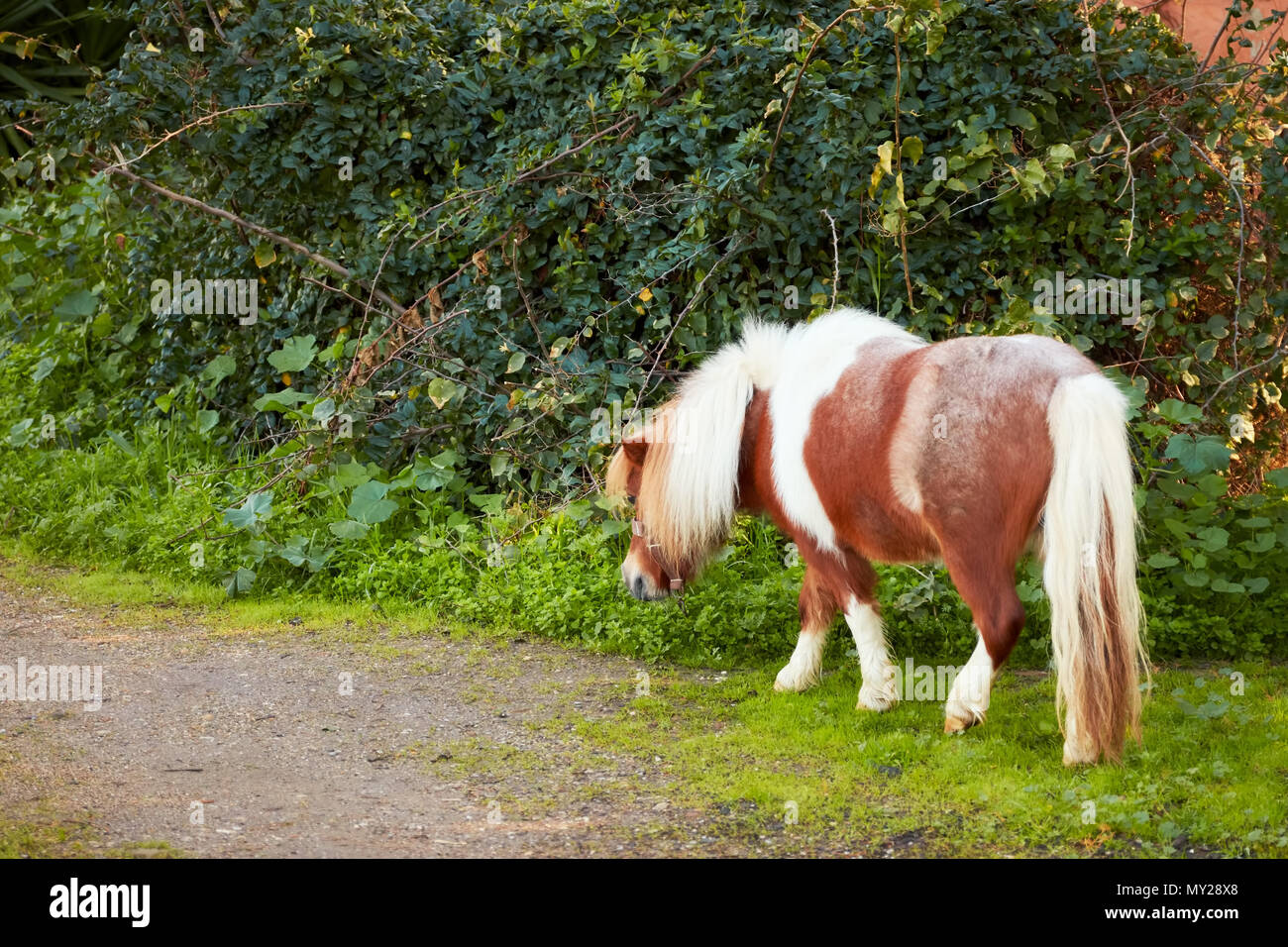 Little red pony walking in nature Stock Photo - Alamy
