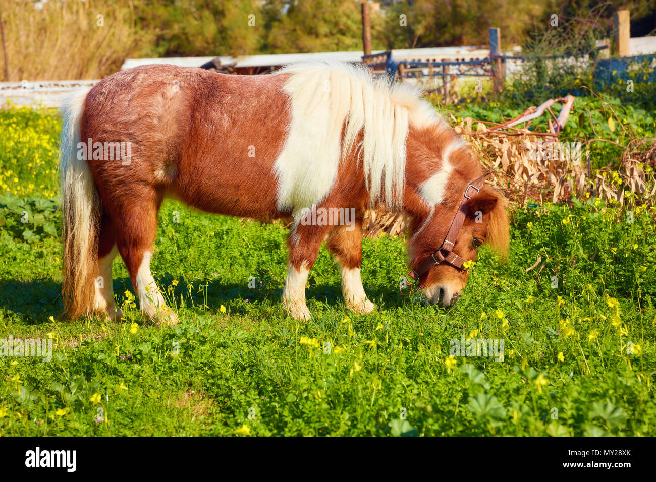 My little pony hi-res stock photography and images - Alamy
