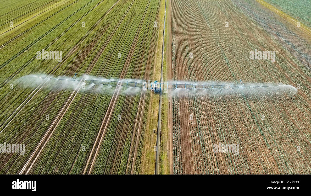 Aerial view: Irrigation equipment watering cabbage field. Irrigation ...