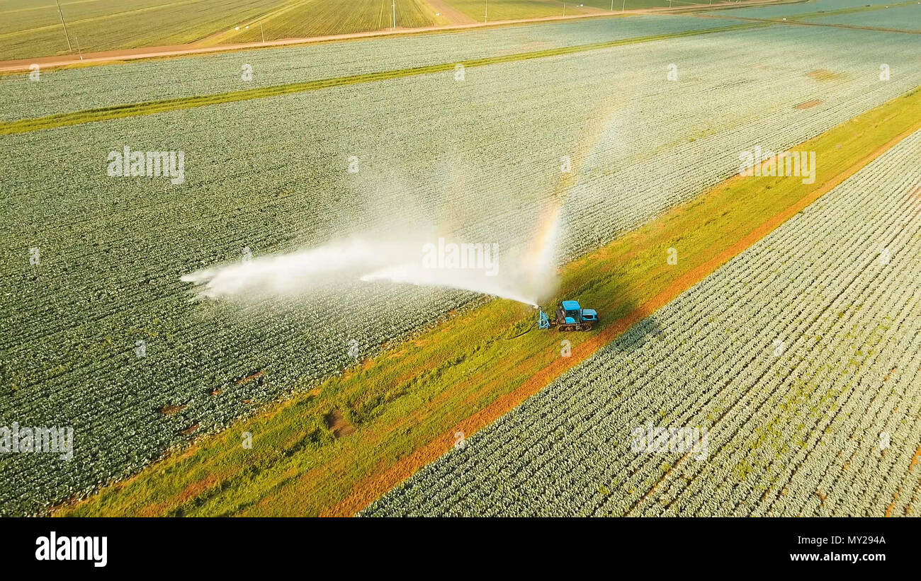 Aerial view: Irrigation equipment watering cabbage field. Irrigation ...