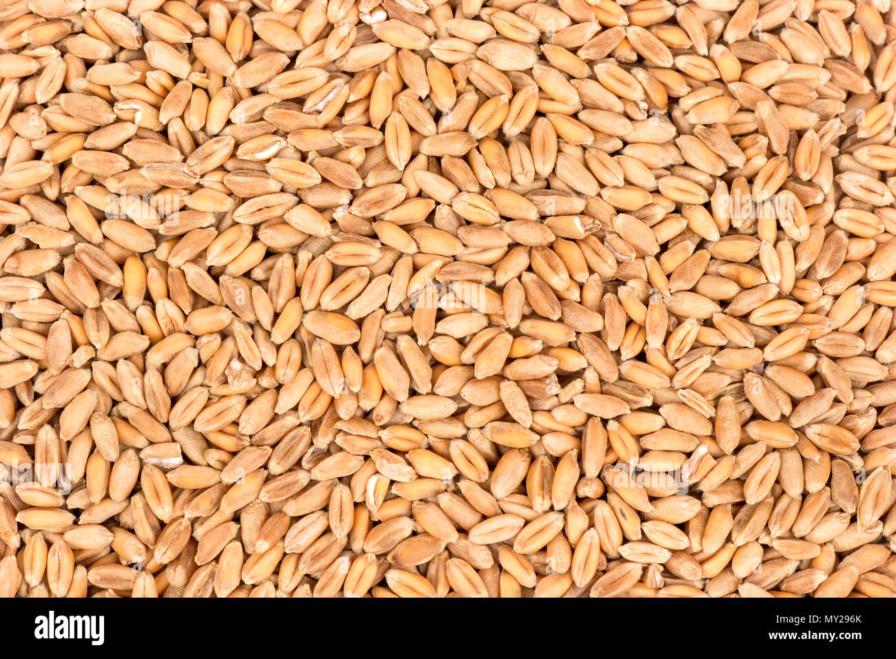 Dry wheat hi-res stock photography and images - Alamy