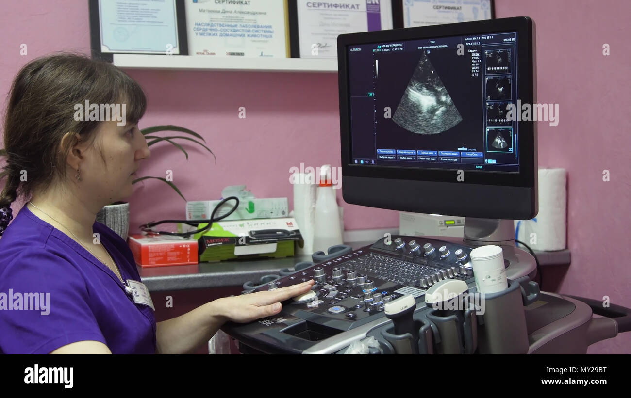 Doctor Specialist does an ultrasound examination. Interior of ...