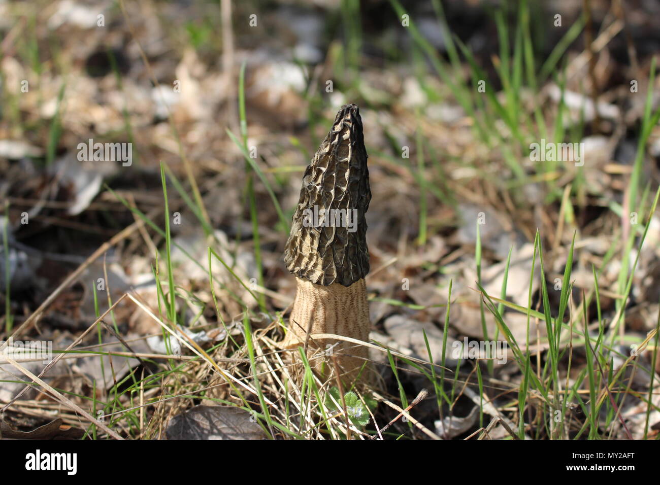 Sac fungi hi-res stock photography and images - Alamy