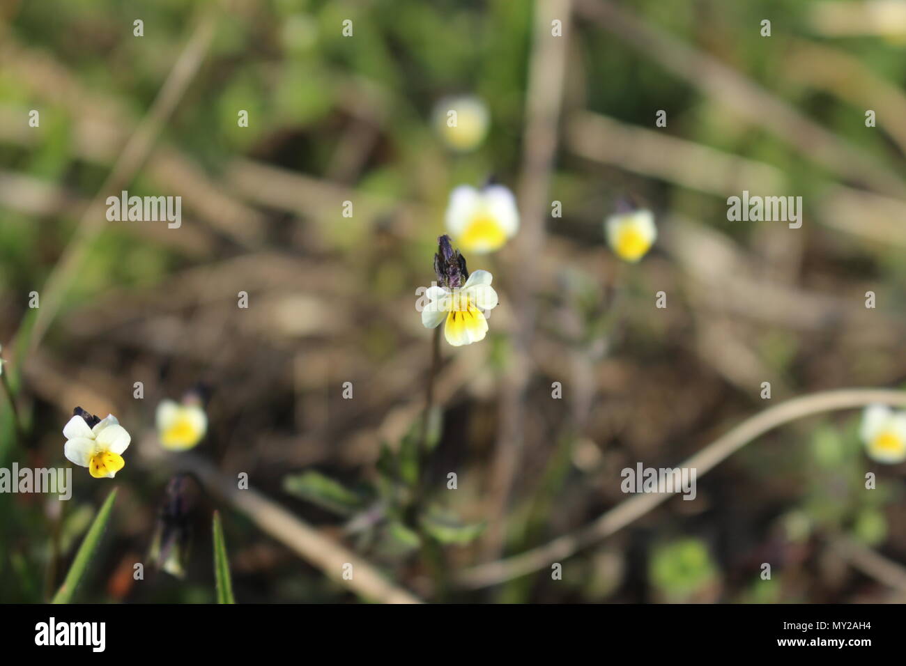 Violaceae Family High Resolution Stock Photography and Images - Alamy