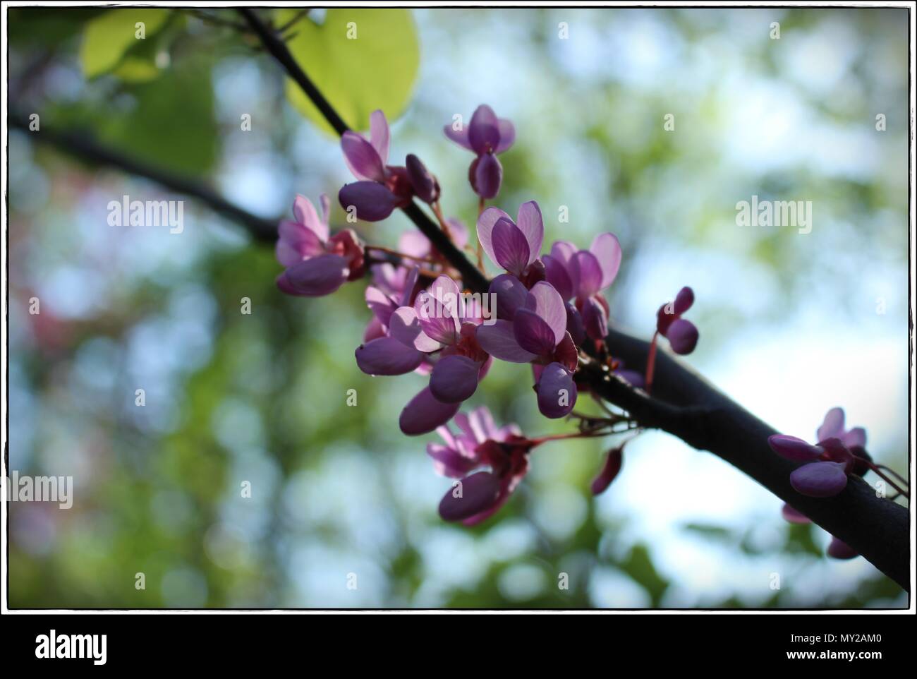 Botany fabaceae judas tree hi-res stock photography and images - Alamy