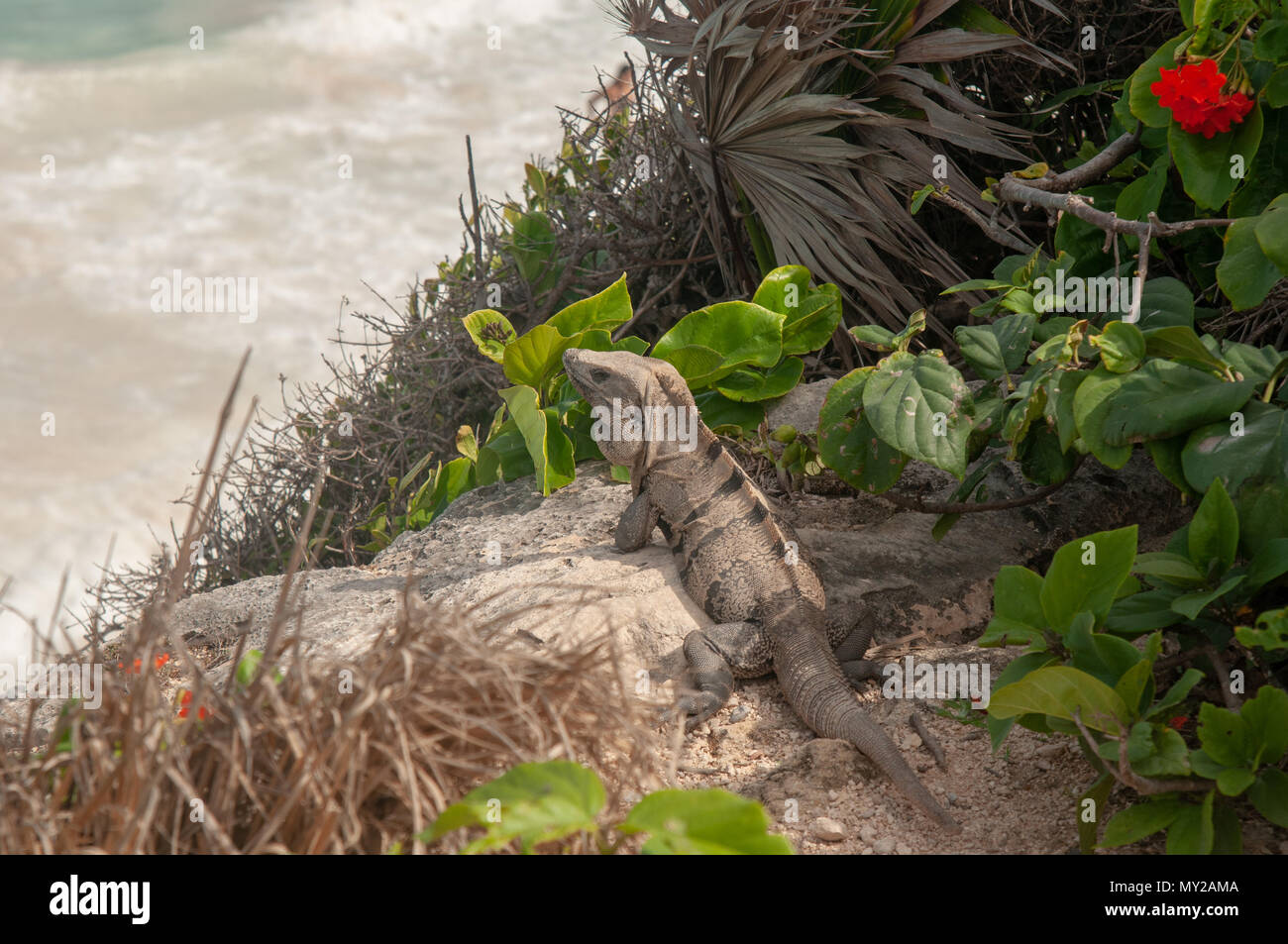 Iguana, Tulum beach, Quintana Roo, Mexico sea Stock Photo - Alamy