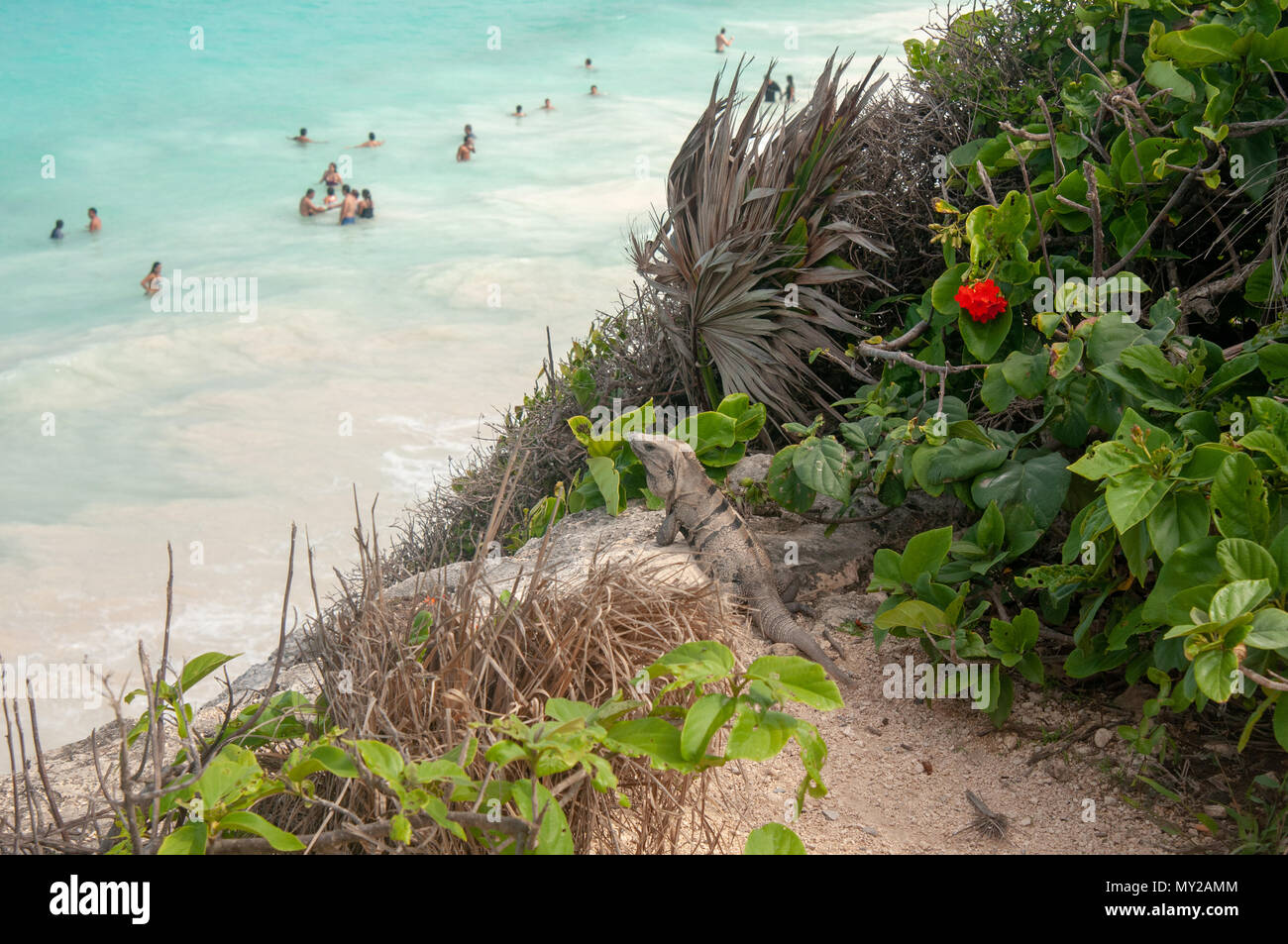 Iguana, Tulum beach, Quintana Roo, Mexico sea Stock Photo - Alamy