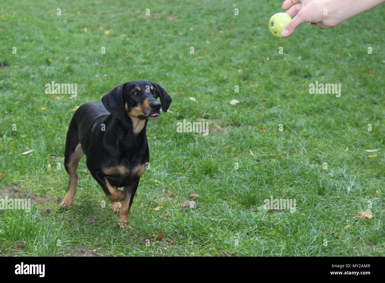Dog paw raised hi-res stock photography and images - Alamy