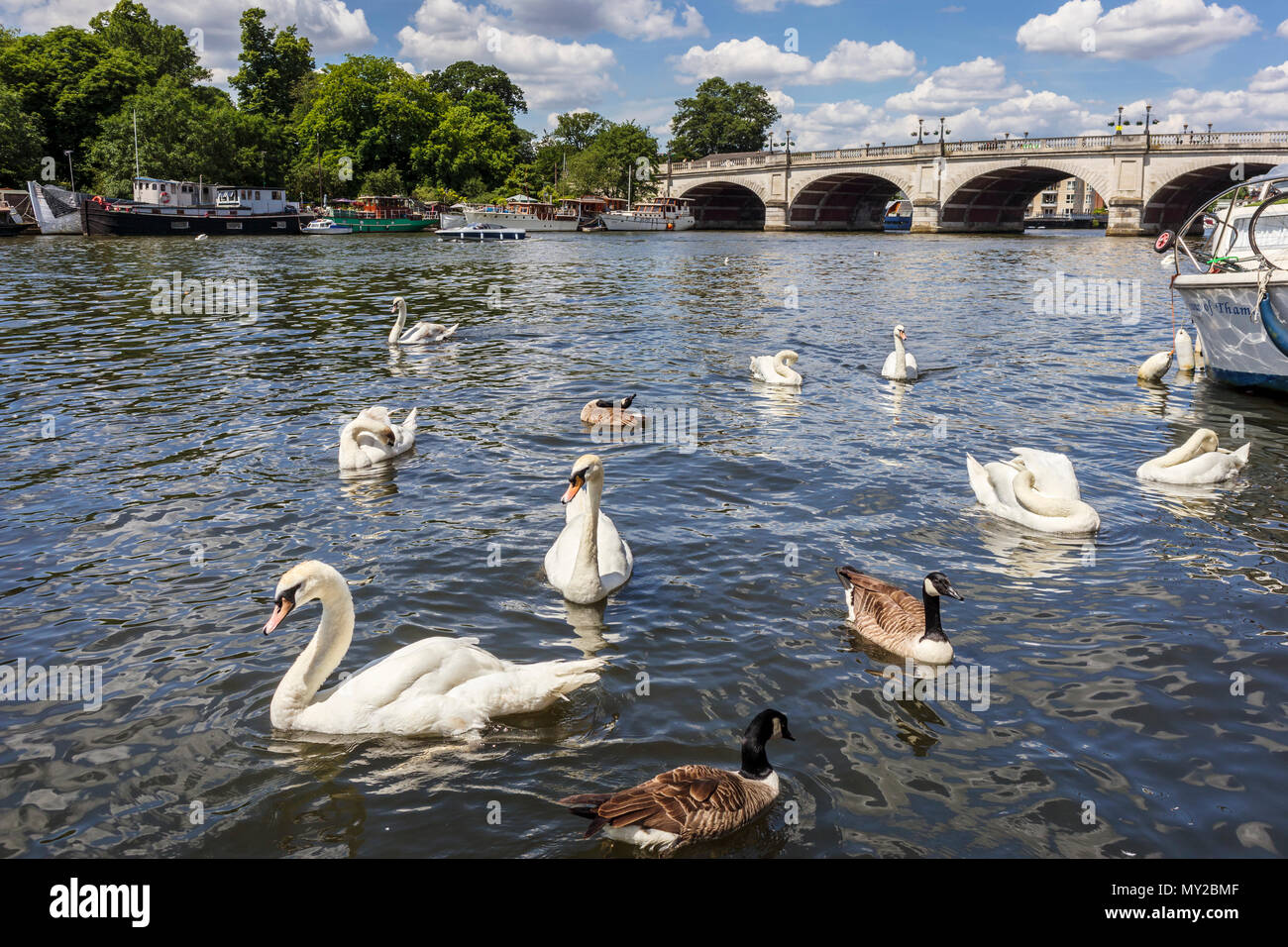 Birding bridge hi-res stock photography and images - Alamy