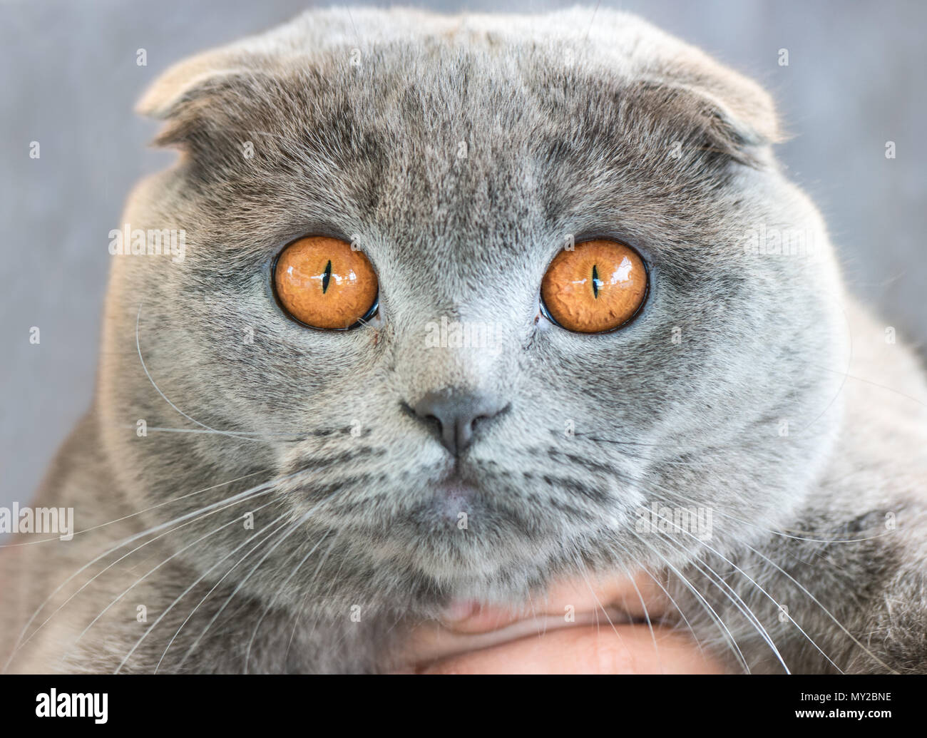 British cat breed hi-res stock photography and images - Alamy