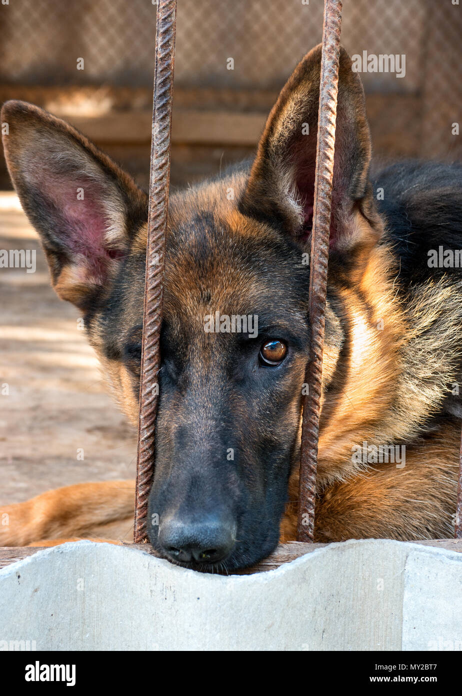 German Shepherd Sad