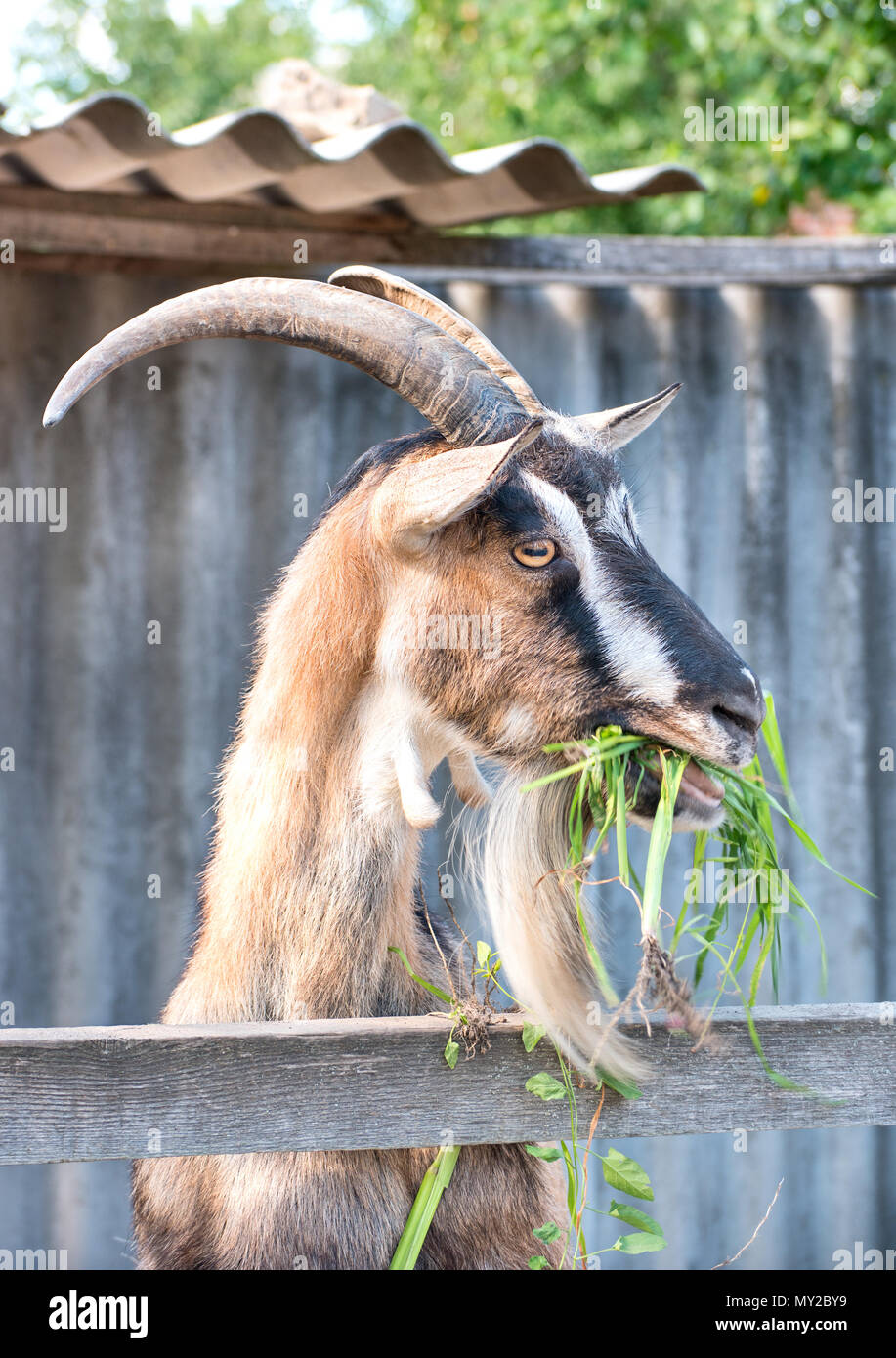 Goat agriculture hi-res stock photography and images - Alamy