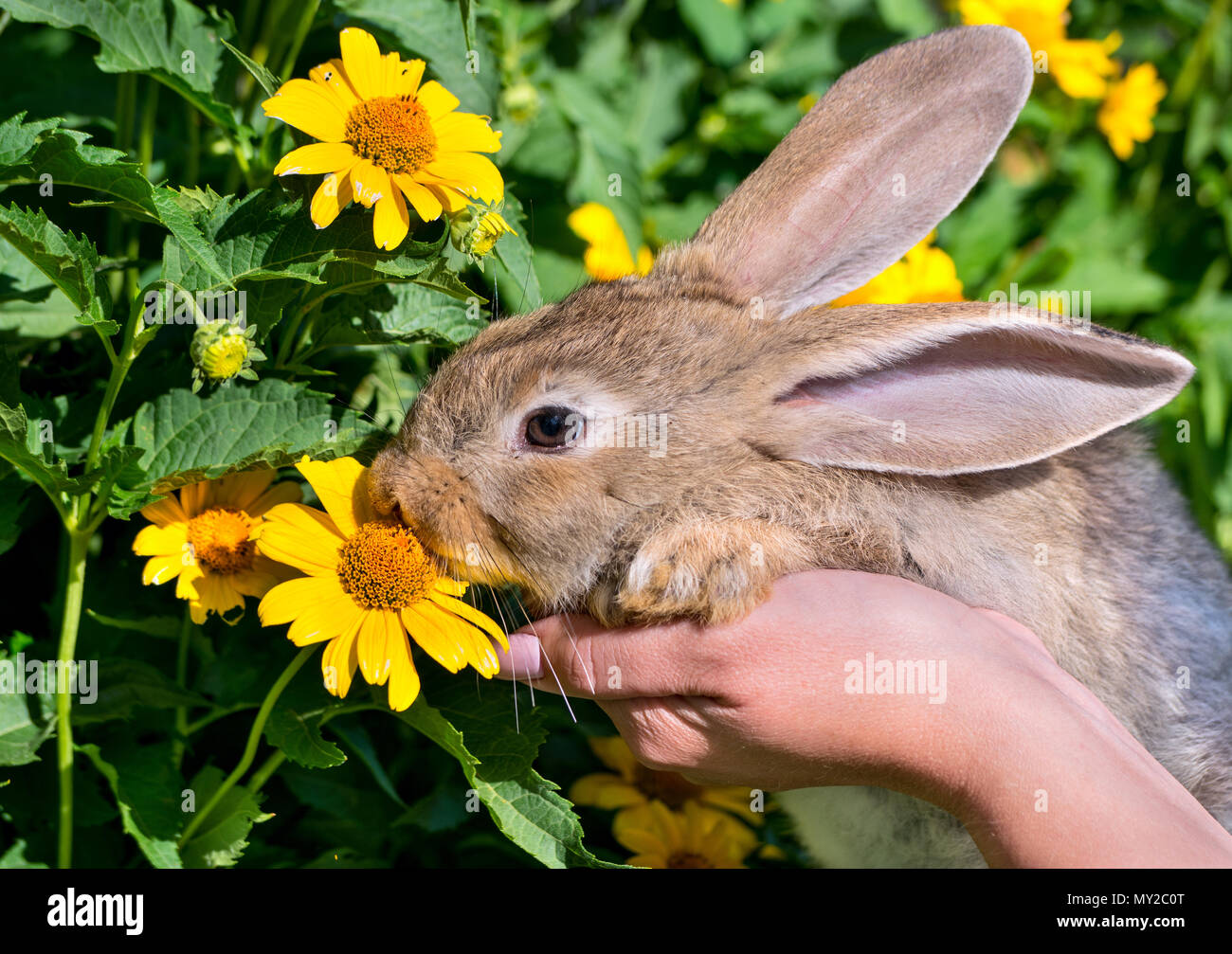 Young rabbit is on hand eats a yellow flower Stock Photo - Alamy