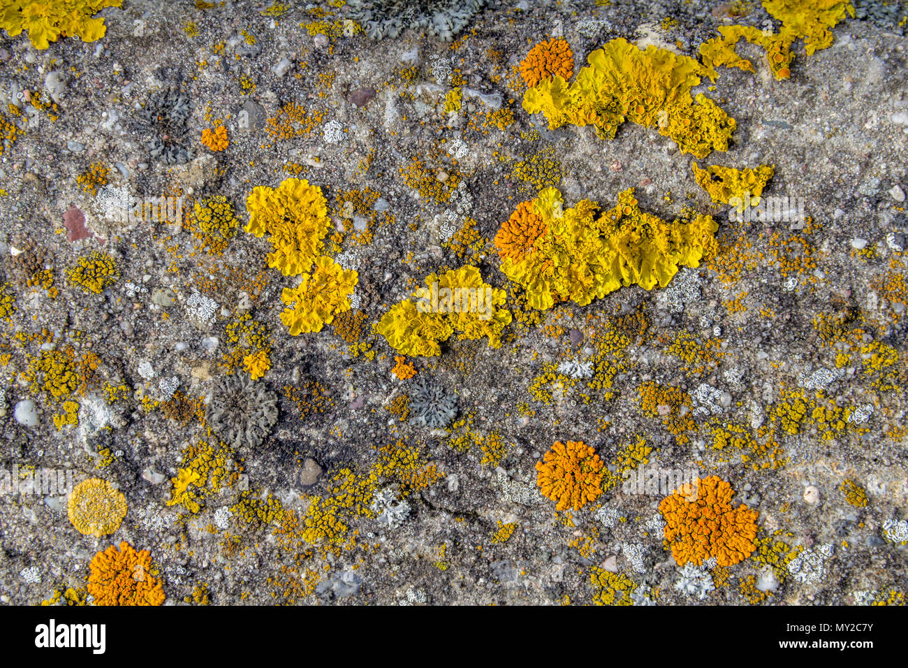 full frame background showing some colorful lichen on grey stone Stock ...