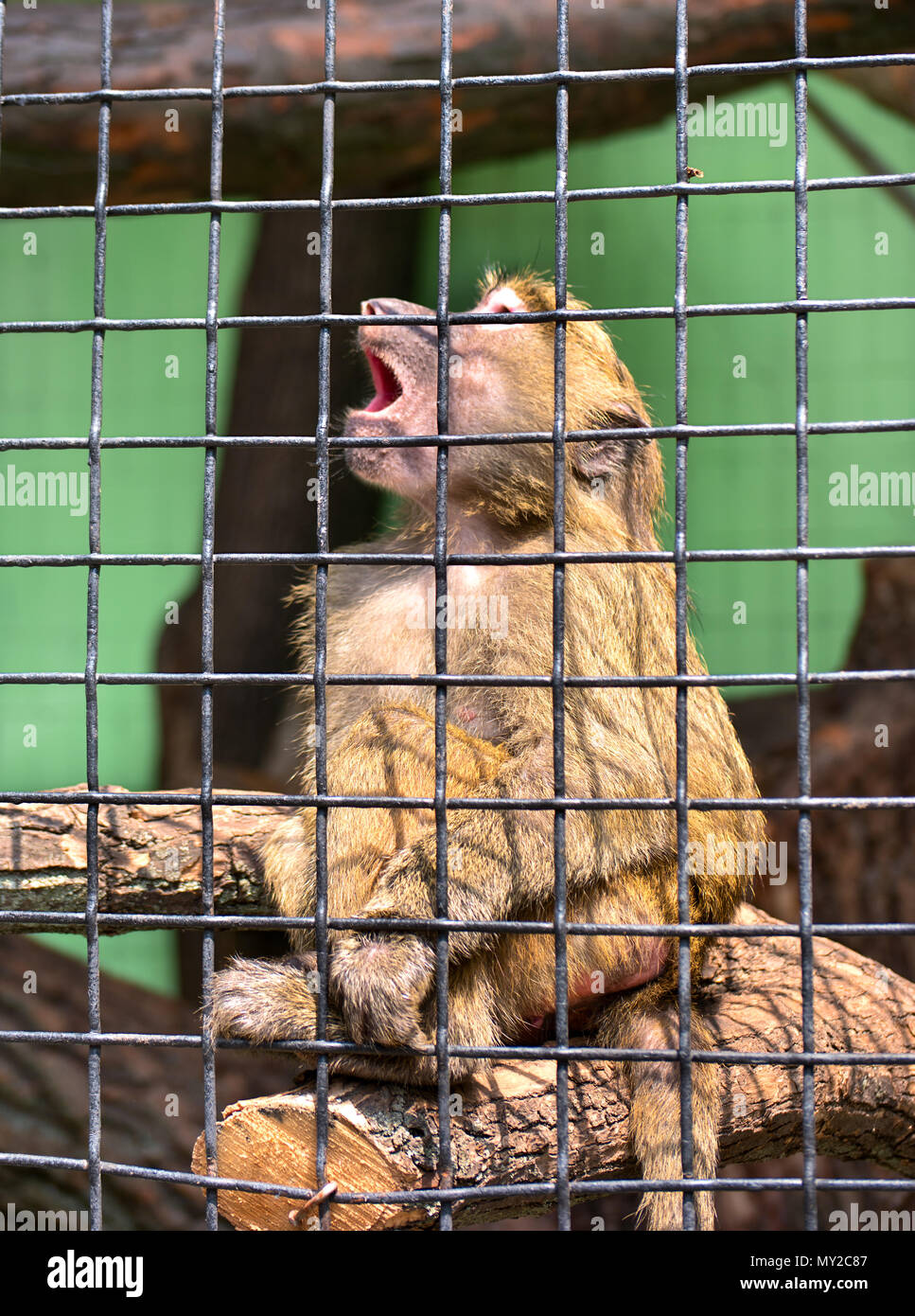 Green monkey Chlorocebus sabaeus on a branch in a cage at zoo Stock ...