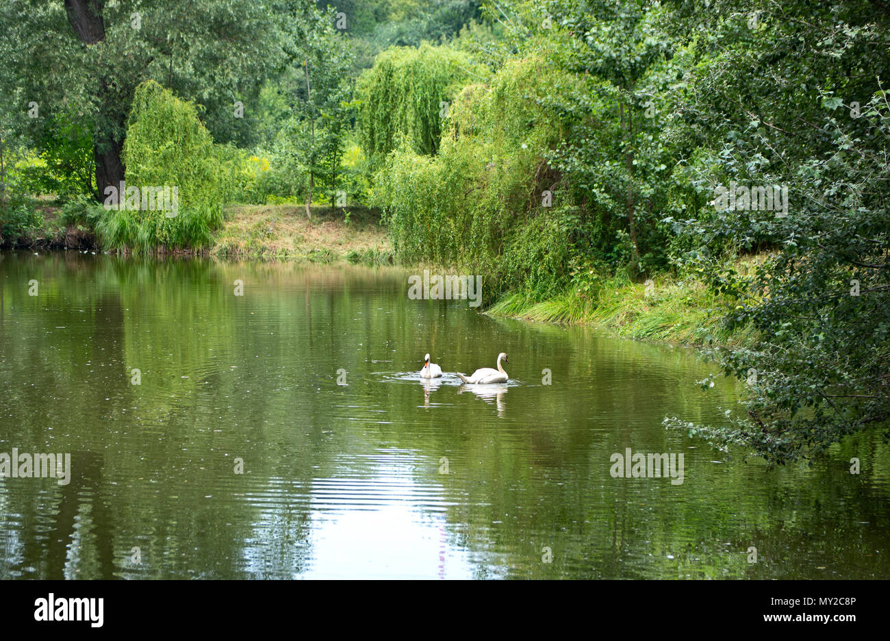 Beautiful landscape with a lake and two swans floating Stock Photo - Alamy