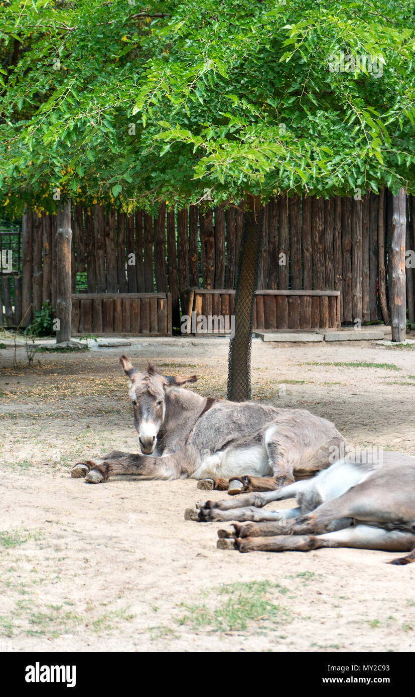 Donkey under tree hi-res stock photography and images - Alamy