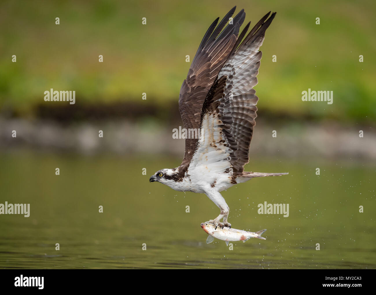 Osprey flying feet hi-res stock photography and images - Alamy