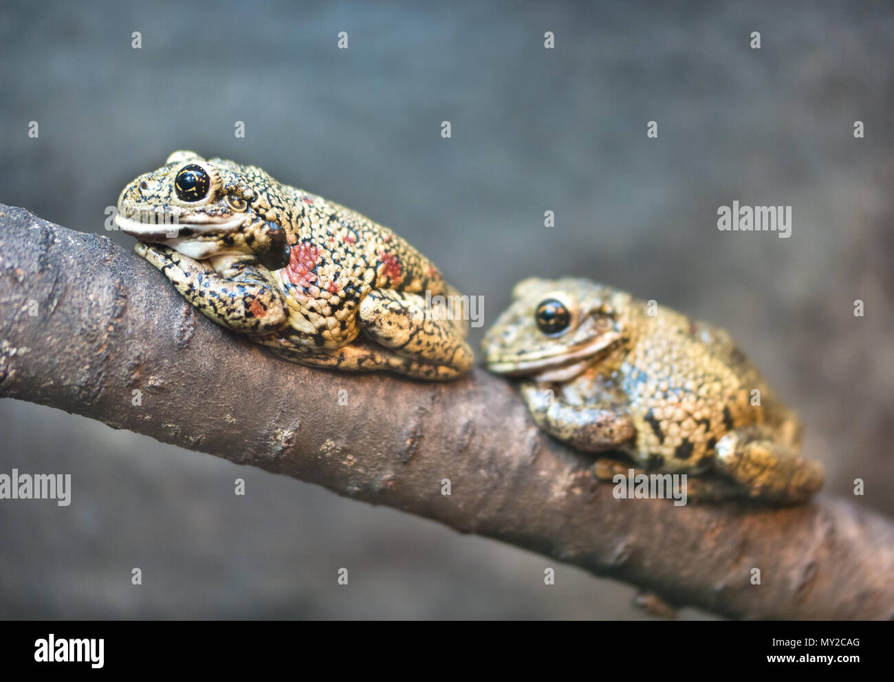 Tree toad hi-res stock photography and images - Alamy