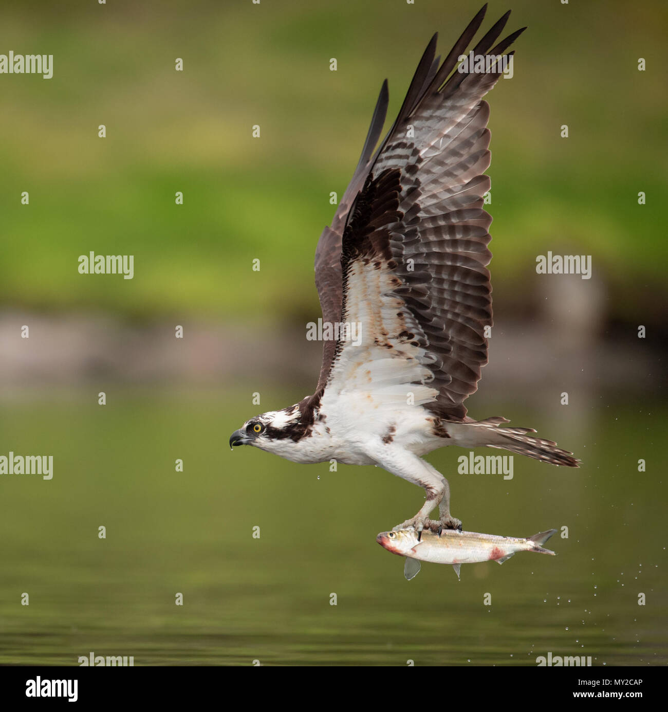 Osprey flying feet hi-res stock photography and images - Alamy