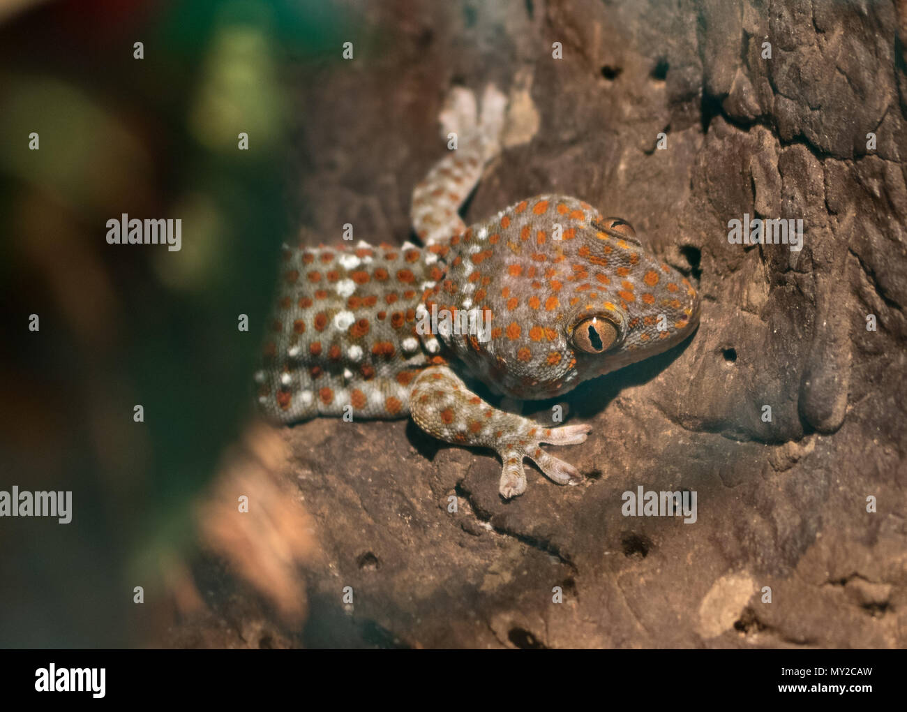 Gekko Gecko Tree High Resolution Stock Photography and Images - Alamy