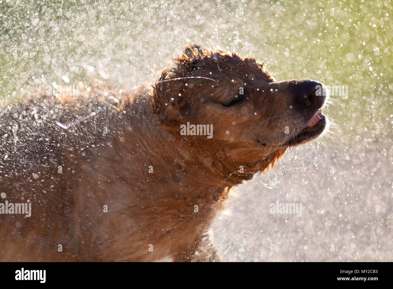 Wet dog shaking off the water after swimming Stock Photo - Alamy