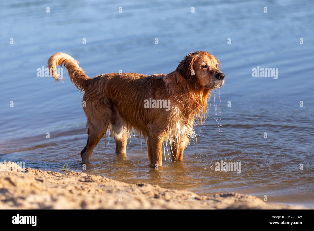 Wet dog standing in hi-res stock photography and images - Alamy
