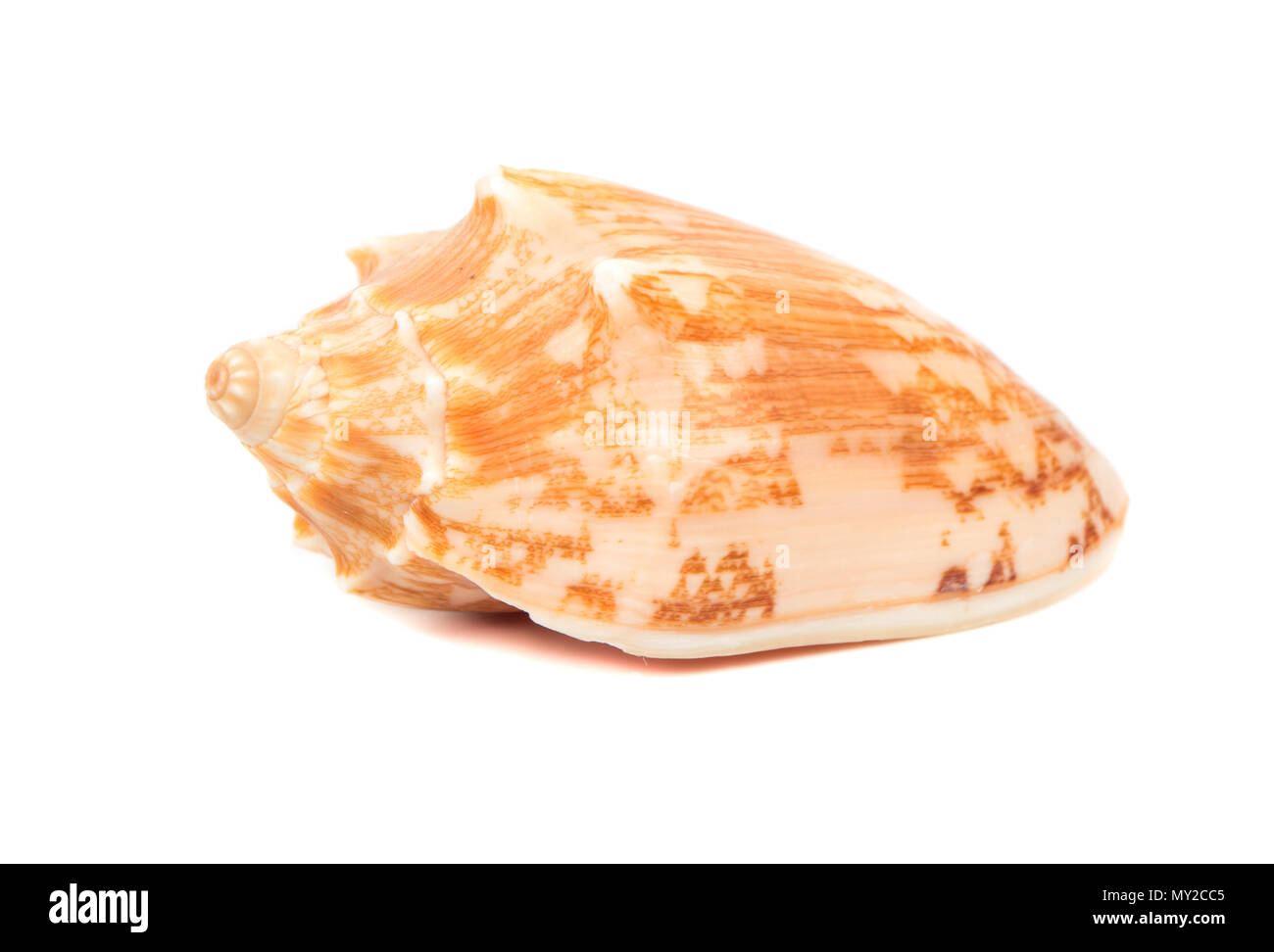 Beautiful sea shell isolated on white background Stock Photo - Alamy