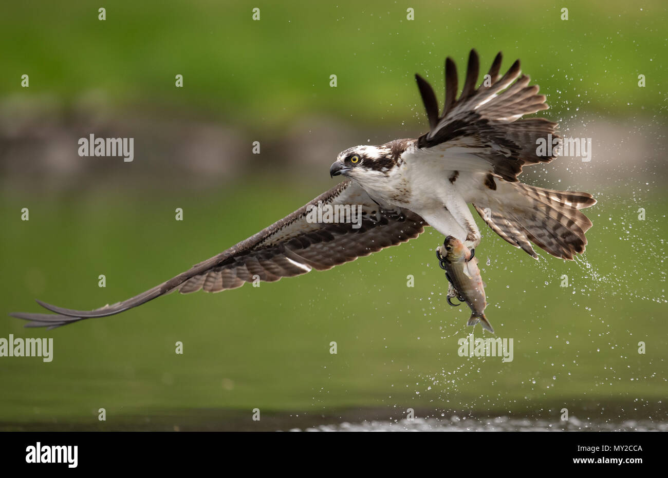 Osprey flying feet hi-res stock photography and images - Alamy