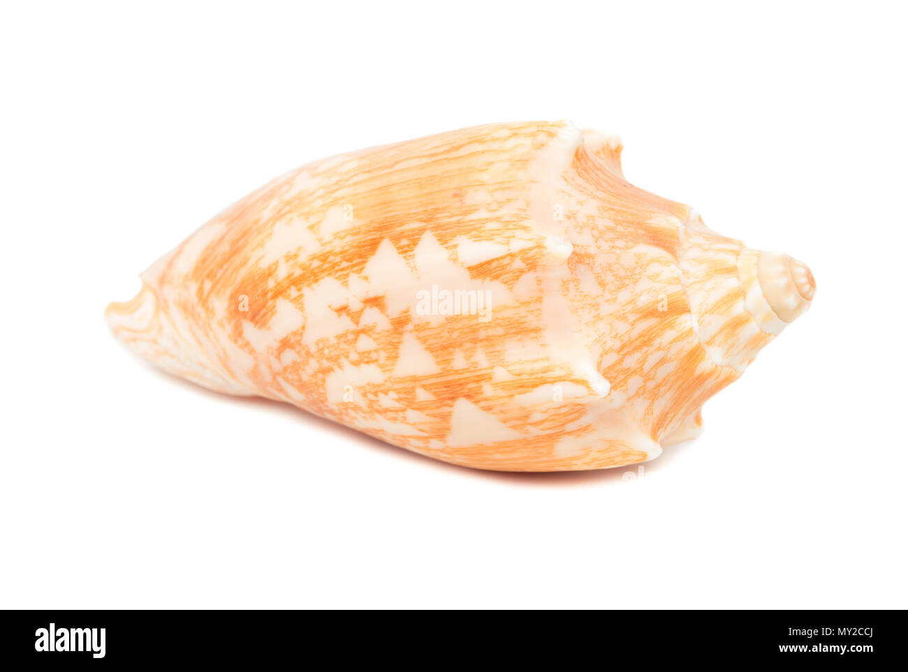 Beautiful sea shell isolated on white background Stock Photo - Alamy