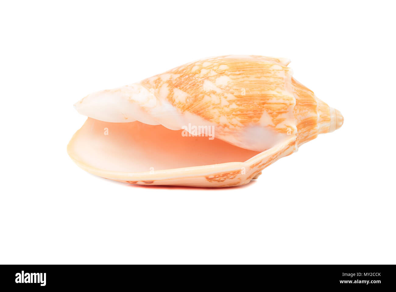 Beautiful sea shell isolated on white background Stock Photo - Alamy