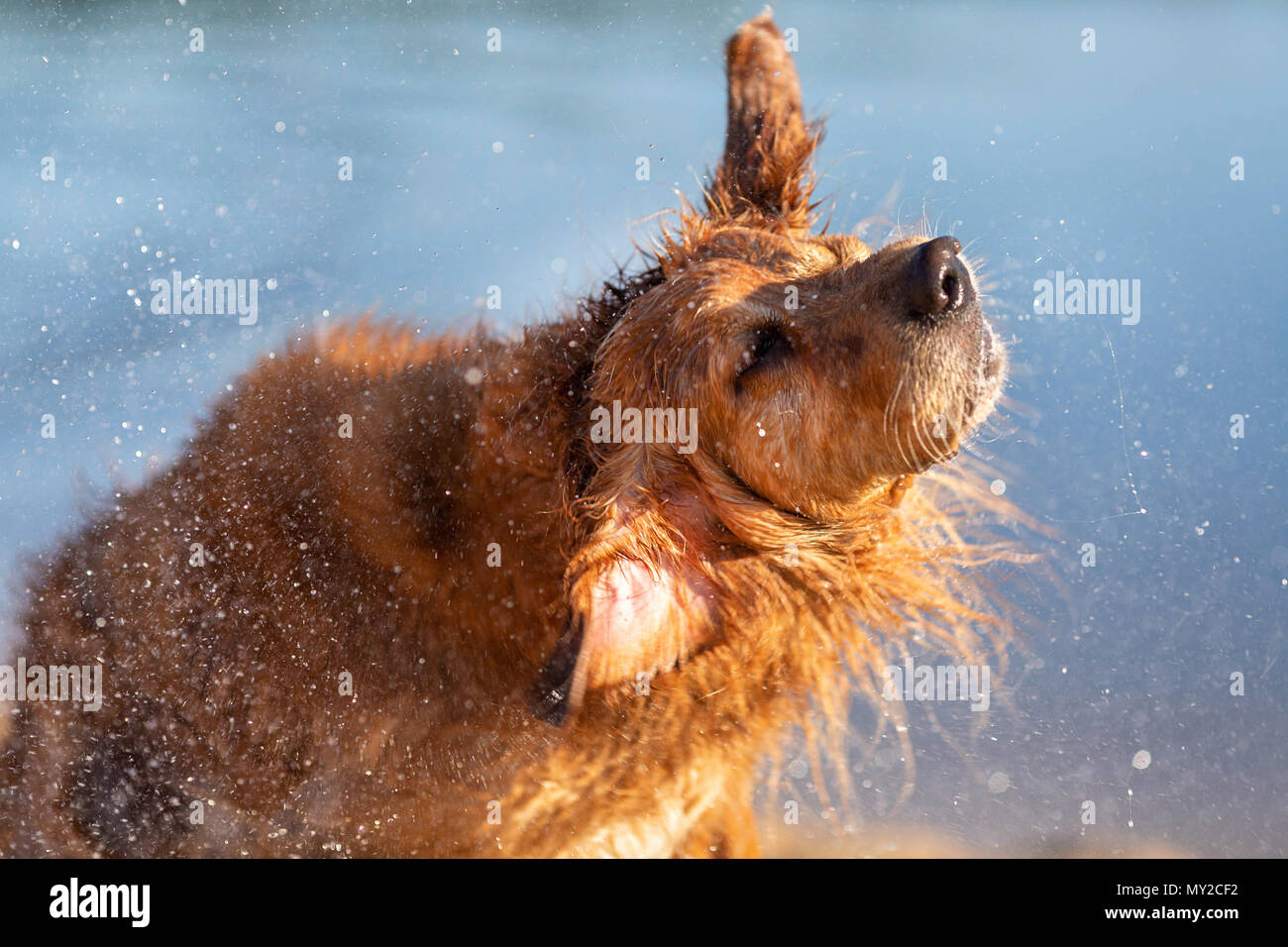 Wet dog shaking off hi-res stock photography and images - Alamy