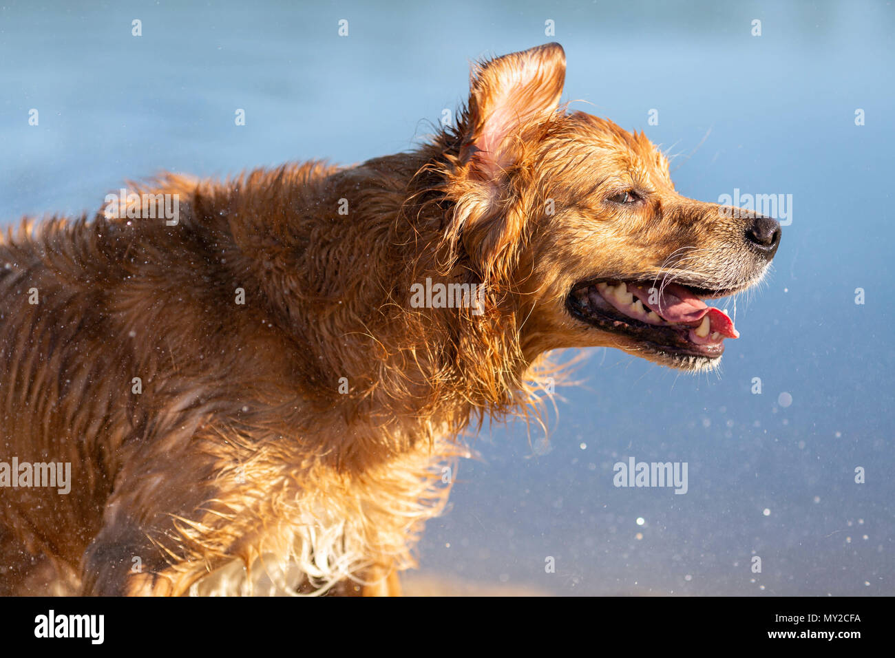 Portrait of the wet dog by the water Stock Photo - Alamy