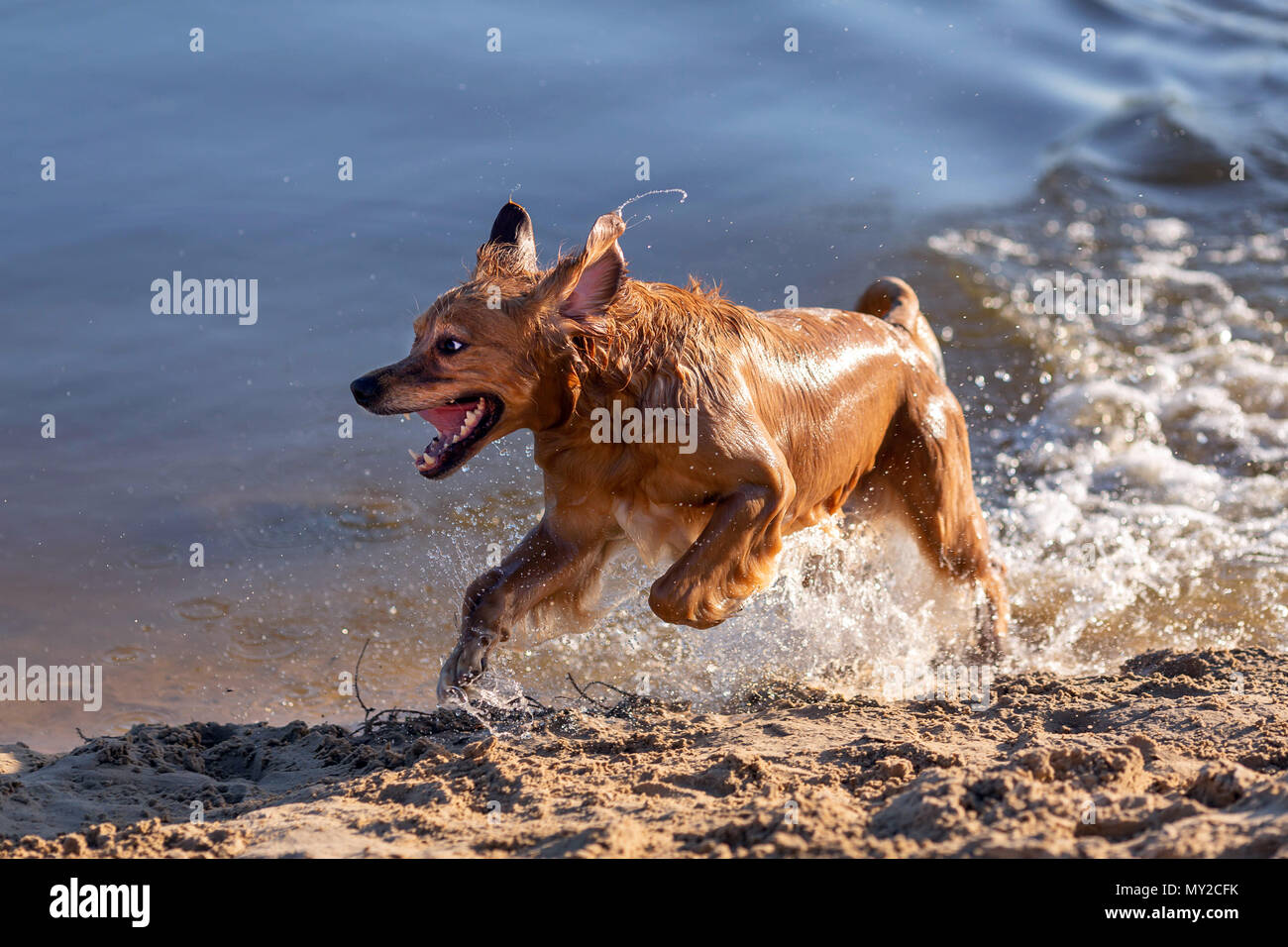 Happy wet dog having fun and running by the water Stock Photo - Alamy