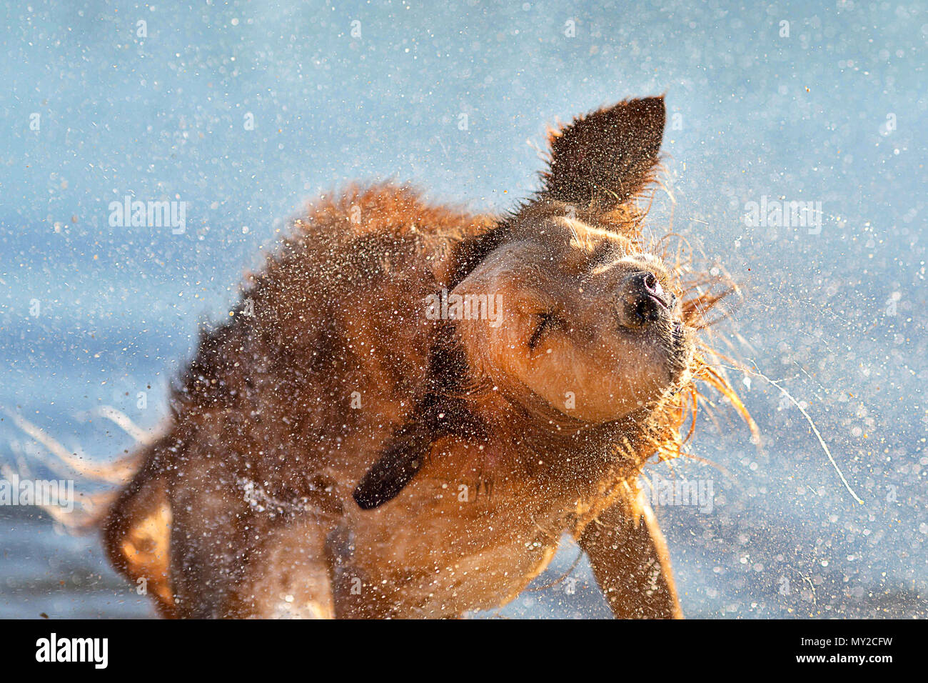 Wet dog shaking of after swimming Stock Photo - Alamy
