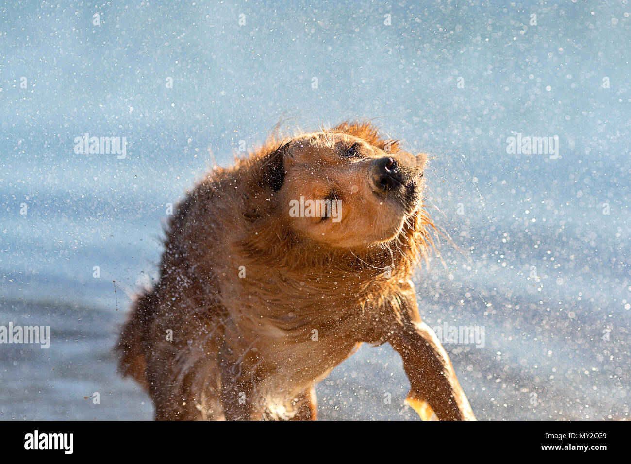 Wet Dog Shaking High Resolution Stock Photography and Images - Alamy