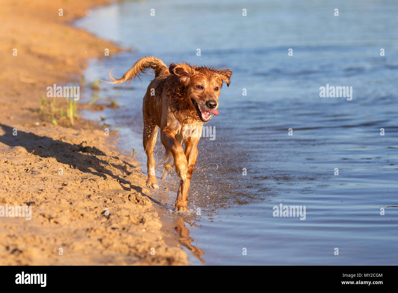 Happy wet dog having fun and running by the water Stock Photo - Alamy